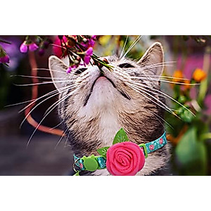 Spring Cat Collar, Floral Kitten Collar Breakaway, Flower Dog Collar for Small Dogs Female
