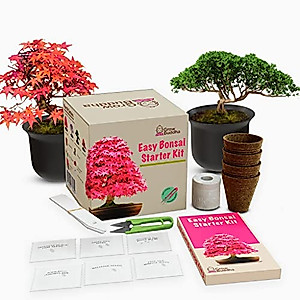 Grow Your Own Bonsai kit | Tree Plants & Seeds | Crafts Hobby Kits | Easily Grow 4 Types of Bonsai Trees with Our Complete Beginner Friendly Kit | Christmas Gift Ideas for Plant Lovers