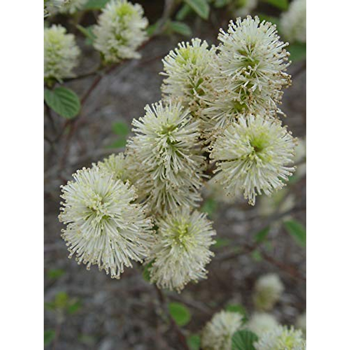 Fothergilla major 'Mt. Airy' (Fothergilla) Shrub, white flowers, #2 - Size Container