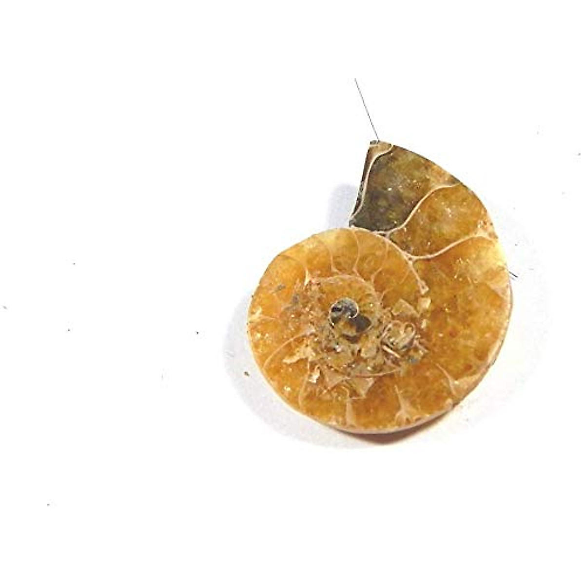 Phoenix888 XUETZALCOATL Shridara Sudarshan Shaligram 1.5cm - 2.5cm from Kali Gandaki 1 pcs