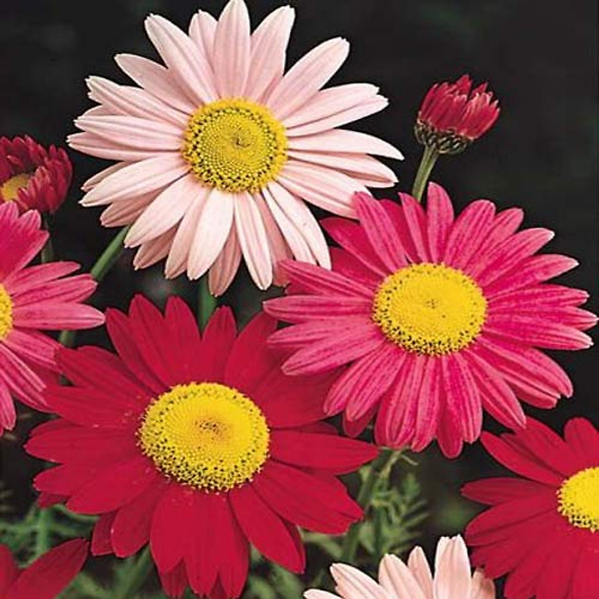 Outsidepride Pyrethrum Tanacetum Chrysanthemum Robinson's Plant Garden Flower Seed Mix - 5000 Seeds