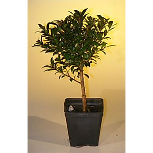 Bonsai Boy's Pre Bonsai Flowering Brush Cherry Bonsai Tree - Small eugenia myrtifolia