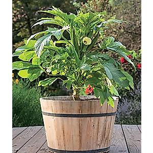 Burpee Baby Bubba Okra Seeds 60 seeds