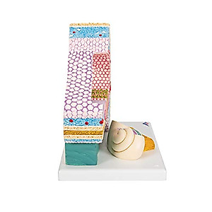 3B Scientific E14 Cortisches Organ - 3B Smart Anatomy