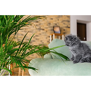 American Plant Exchange Areca Palm Tree, Graceful Indoor Houseplant, 6-Inch Pot, Bright Golden Canes, Air-Purifying Live Plant