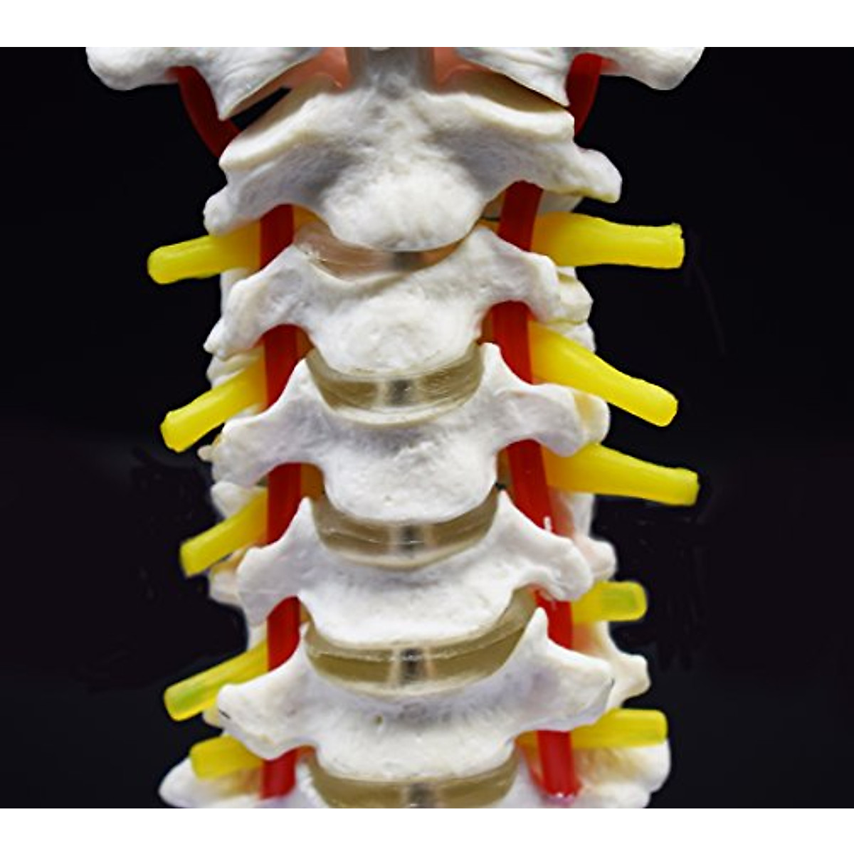 Cervical Vertebra Arteria Spine Spinal Nerves Anatomical Model Anatomy for Science Classroom Study Display Teaching Medical Model
