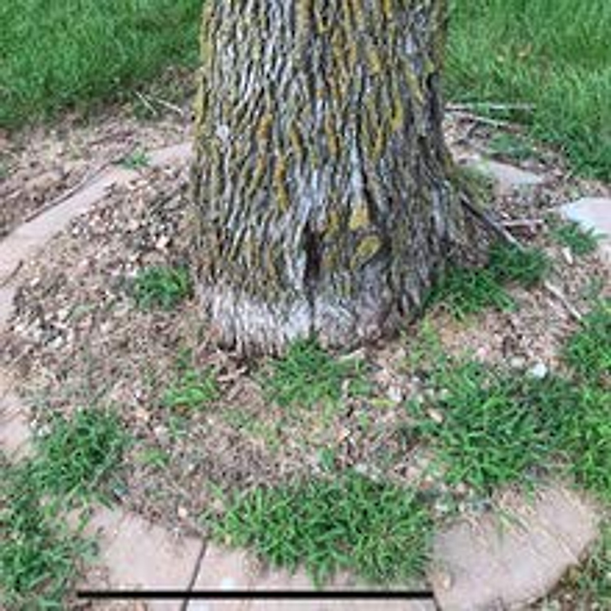 Natural Elements Weed Killer | Pet Safe, Safe Around Children | Natural Herbicide (1 Gallon)