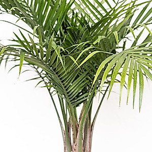 United Nursery Majesty Palm Live Plant, Outdoor and Indoor Live Palm Tree, Low Maintenance Easy Care Outdoor Indoor Tropical Palm Tree 3 Feet Tall Shipping Size