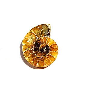 XUETZALCOATL Mukundah Sudarshan Shaligram 1.5cm - 2.5cm from Kali Gandaki 1 pcs