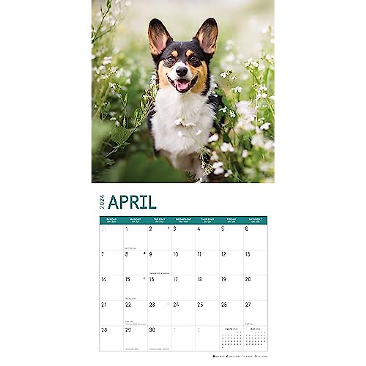 2024 Corgis Monthly Wall Calendar by Bright Day, 12 x 12 Inch Cute Dog Breed Gift