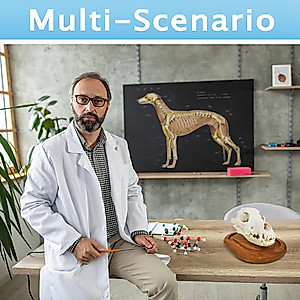 Benilev Dog Skull Anatomy Model, 3 Part Life Size Replica Realistic Animal Head Bone Medical Dog Skull Anatomical Model for Anatomy and Physiology Education Learning Teaching or Display Prop