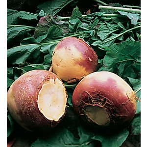 Burpee Purple Top Rutabaga Seeds 600 seeds