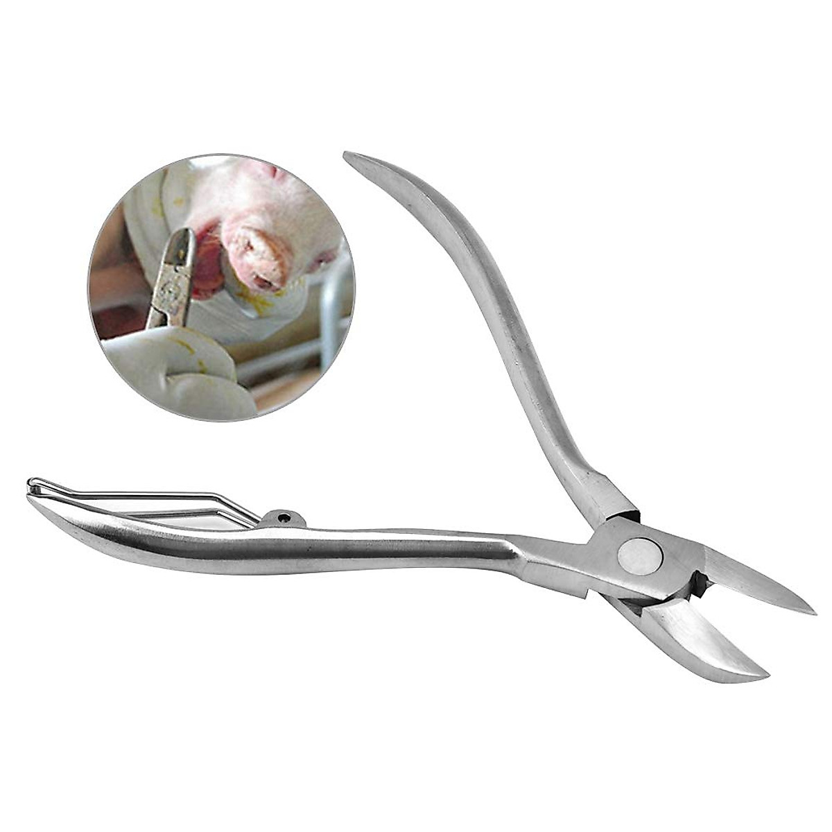 Piglet Teeth Cutter, 12cm/4.7in Stainless Steel Tooth Cutter Scissor Pig Tooth Nipper Piglets Teeth Clipper
