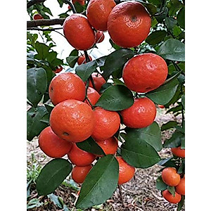 20+ Mandarin Orange Tree Seeds Dwarf Edible Fruit Citrus Fruit Plant Outdoor Plants Bonsai