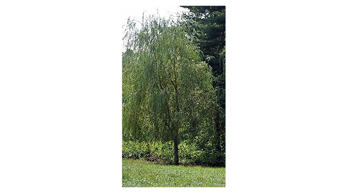 Buy Fast Growing Willow Tree Bundle for Privacy & Landscape