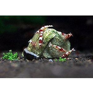 SunGrow Shrimp Rocks, for Crayfish, Hermit Crab, Snails, Crystal Red, Amano and Ghost Shrimps, 2 Ounce