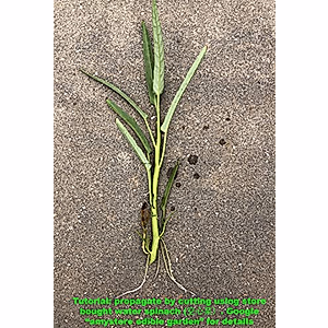 for 2024! Luffa Gourd Seeds/Loofah Gourd Seeds for Planting Vegetables and Fruits.Non-GMO Vegetable Seeds for Planting Home Garden-Loofah Sponge Gourd 丝瓜(10 Loofah Seeds)