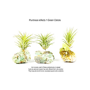 Green Calcite Crystal Air Plant Holder Gift Includes Healthy Live Air Plant and Gift Box Great Gift for Friend Co-worker or Neighbor