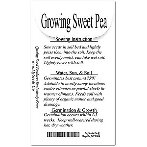 Big Pack - Sweet Pea Sweetpea Flower Seed (400+) Lathyrus odoratus Flower Seeds - Heirloom Mix Very Fragrant Blooms - Red Salmon Pink Lavender - Non-GMO Flower Seeds By MySeeds.Co (Big Pack Sweet Pea)