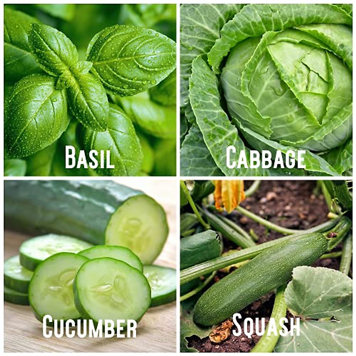 Summer Garden Heirloom Vegetable Seeds - ~5,000+ Total Seeds, 7 Varieties of Seeds to Sow in Summer Months - Beet, Lettuce, Radish, Basil, Cabbage, Cucumber, & Squash Heirloom Seeds for Planting