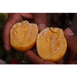 1203-Cocono (Solanum Topiro) Seeds by Robsrareandgiantseeds UPC0764425788560 Non-GMO,Organic,Historic Plants, Bonsai, Tropical Fruit,1203 Package of 5 Seeds