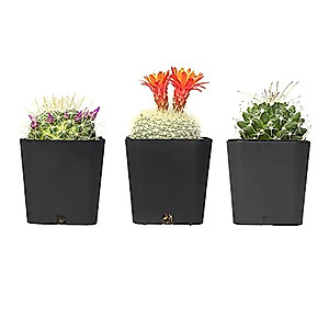 Cactus Plants (Mix of 3), Mammillaria Cactus Plants Live in Cactus Soil, Opuntia Cactus Live Plants, Cacti Plants Live, Cactus Décor Succulents, Cacti Décor Drought Tolerant Plants by Plants for Pets
