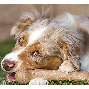 Pet Qwerks Dinosaur BarkBone - Nylon Dog Bone for Aggressive Chewers - Bacon Flavor - 6.5"