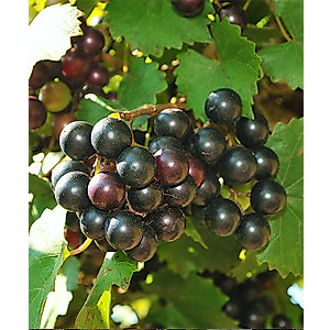 20 Red Noble Muscadine Grape Vine Cuttings Planting Ornaments Garden Perennials Simple to Grow Pots Gift