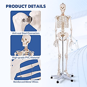 GOFLAME Human Skeleton Model for Anatomy, 70.8” Life Size Skeleton Model with Nervous System and Rolling Stand for Medical Study, Anatomical Skeleton with Movable Arms and Legs, Dust Cover & Poster