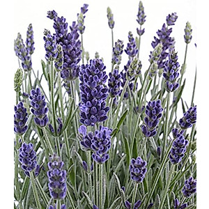 English Lavender Seeds (600+ Heirloom Seeds - Vera True Lavender) (English Lavender (1-Pack of 600 Seeds))