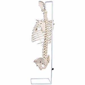 Axis Scientific Human Rib Cage Anatomy Model: Life Size Vertebral Column with Complete Vertebrae, Cast from Real Human Bones, Includes Detailed Study Guide, Base Stand