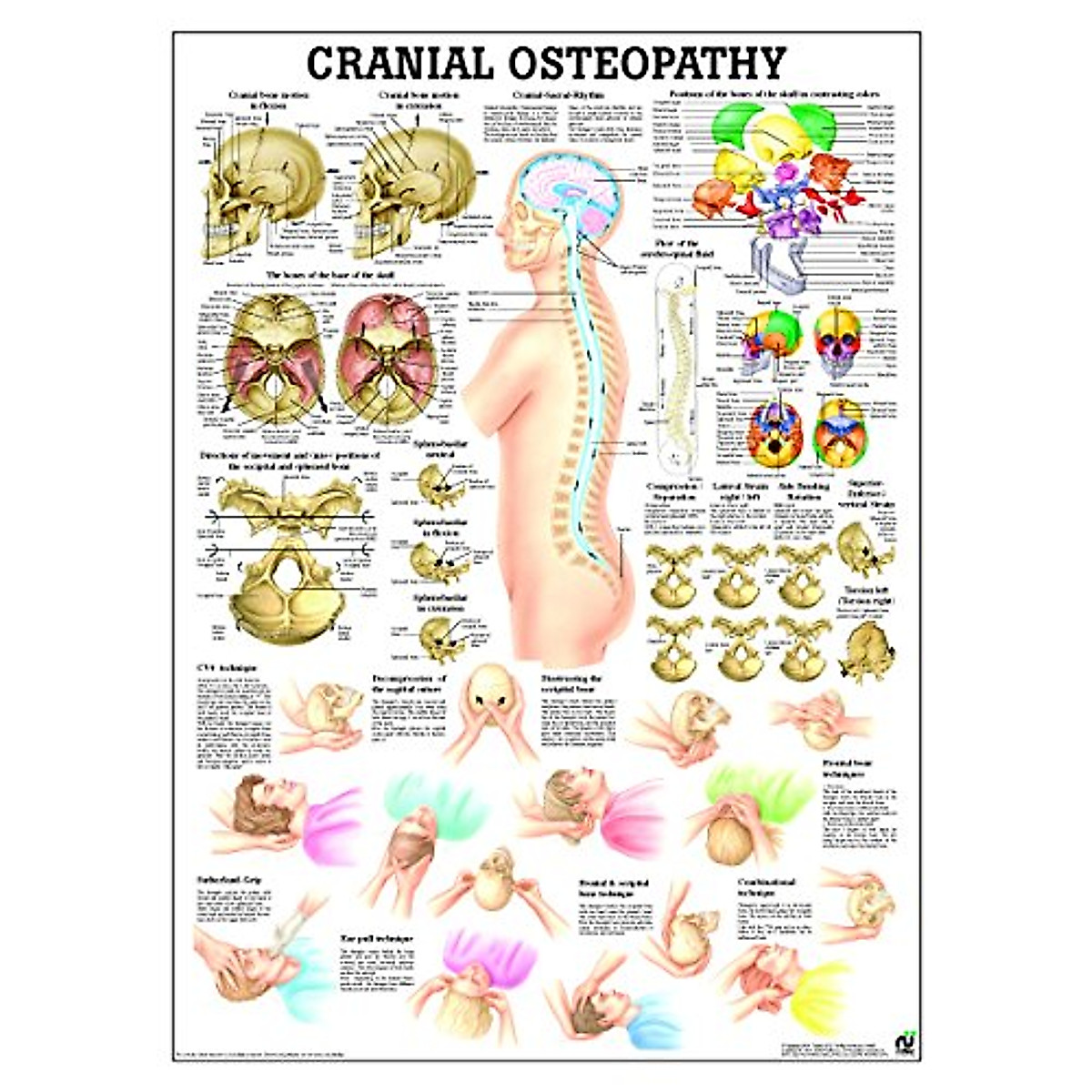 Craniosacral Osteopathy Laminated Anatomy Chart