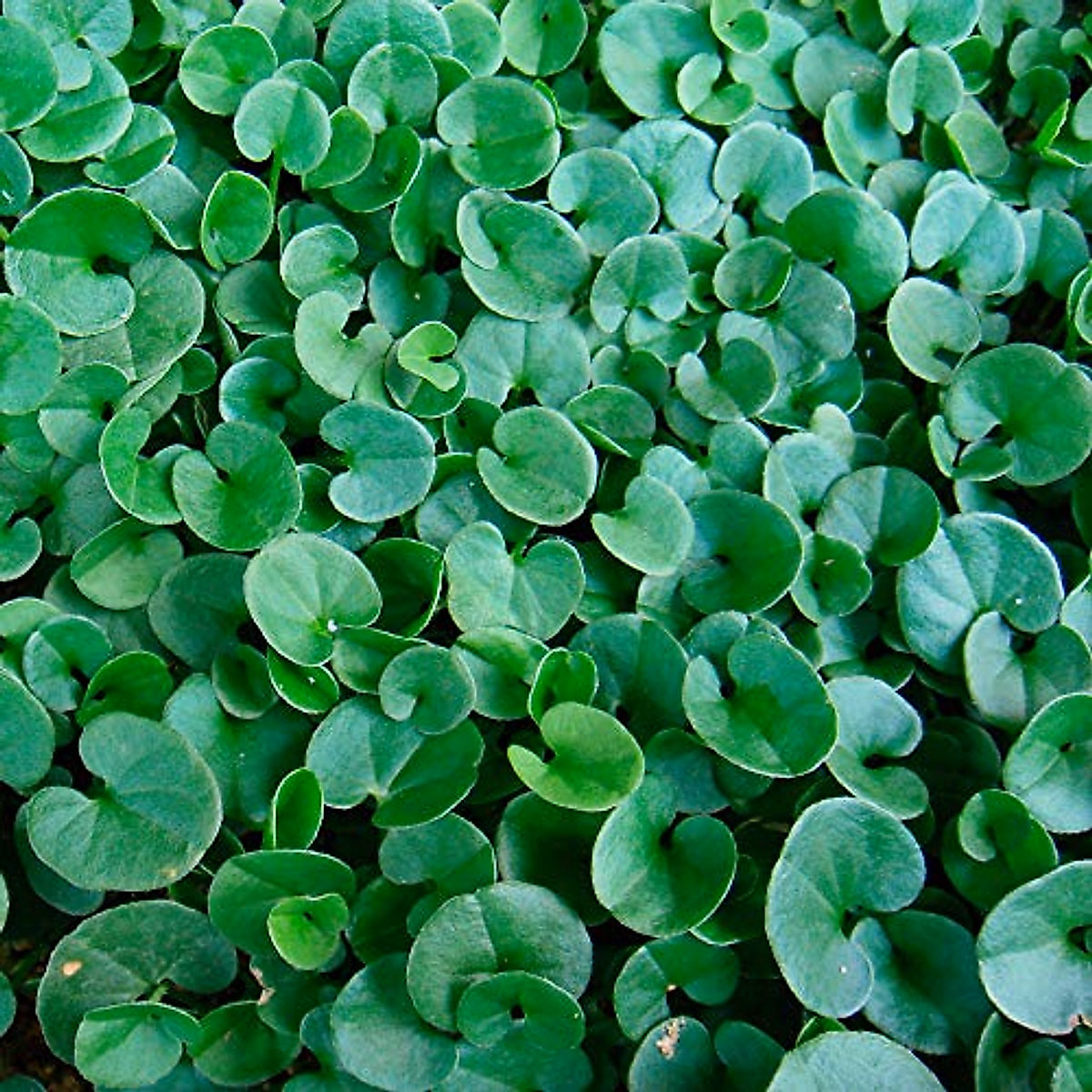 Outsidepride Warm Season Perennial Dichondra Repens Dwarf, Low Ground Ground Cover Plant & Lawn Alternative - 1 LB