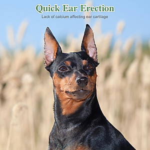 Toddmomy Doberman Dog Ear Posting Kit, Dog Ear Stand Up Support Tool with Tape and 2 Vertical Dog Ear Fixed Correction Sticks for Doberman Pinscher Dogs Puppy