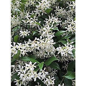 AMPLEX Confederate Jasmine Vine Live Plant, 3 gallon, Creeping Vine