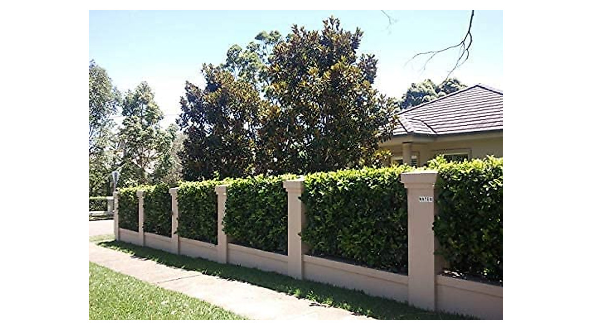 Sweet Viburnum Odoratissimum - Fast Growing Privacy Hedge Plants