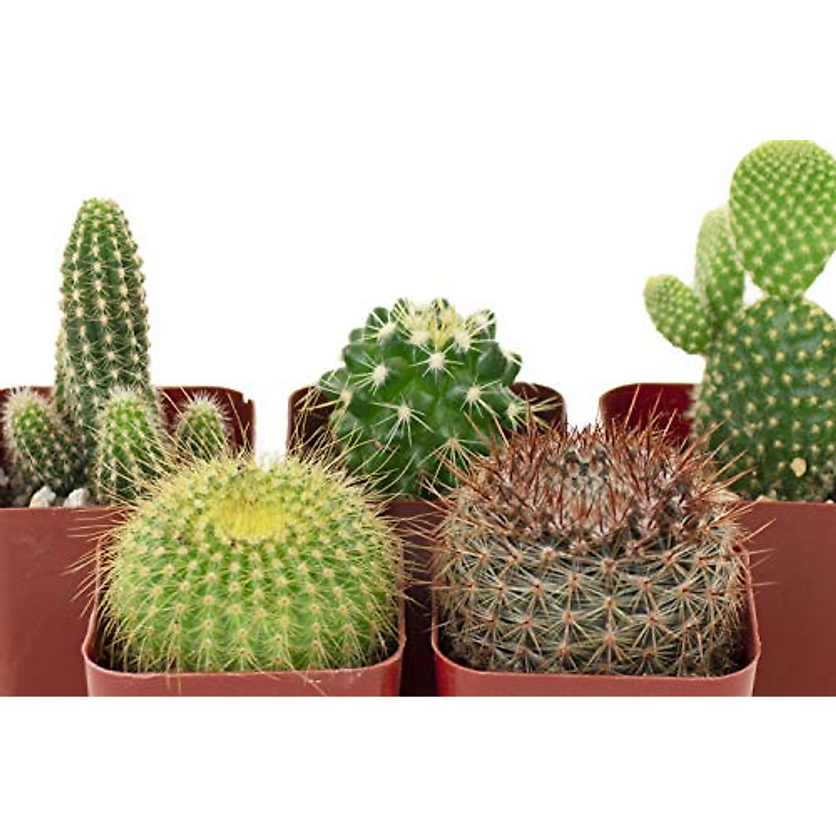 Shop Succulents | Can't Touch This Collection | Assortment of Hand Selected, Fully Rooted Live Indoor Cacti Plants, 5-Pack
