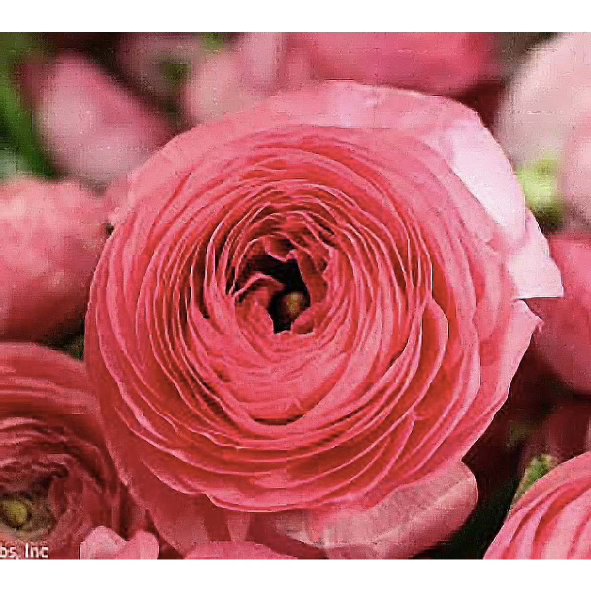 Pink French Ranunculus Corms - 12 Largest Size Corms Bulbs