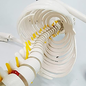 Human Skeleton Model for Anatomy 34” Tall Life Size Skeleton with Detachable Metal Base for Classroom Teaching and Lab Study