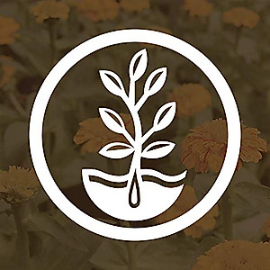 No-Till Winter Rye Seeds - 5 Lbs - Non-GMO Rye Grain Cover Crop Seeds by Mountain Valley Seed Company