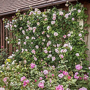 20 Pink Climbing Rose Seeds for Planting Roses Flowers Seed Spring