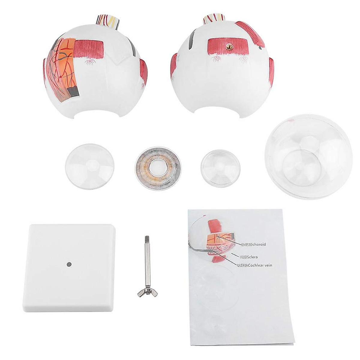 Hilitand 6X Magnification Human Eye Ball Anatomy Model, Anatomical Learning Display Tools