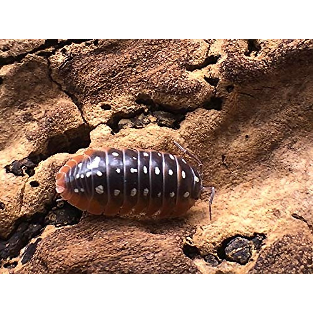 Bugzy Bugs Clown Isopods 10 Count Armadiliidium Klugii Montenegro Roly Poly Insects Cleanup Crew for Terrarium Reptile Pet Food (10 Count)