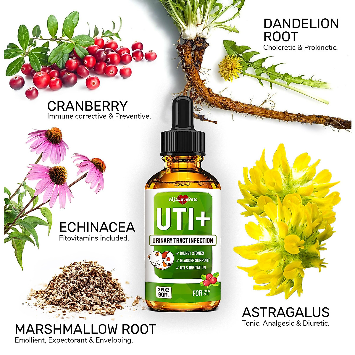 Dog UTI Treatment ✿ Cat UTI Remedy ✿ Dog Urinary Tract Infection Treatment ✿ Cat Urinary Supplement ✿ Bladder + Kidney Support for Cats & Dogs ✿ UTIs and Bladder Stones ✿ Natural Cranberry Supplement