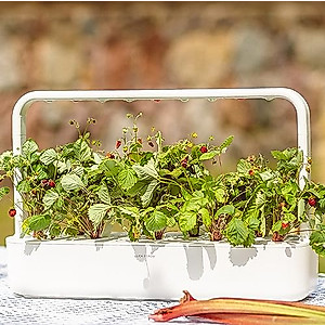 Click and Grow SGR24x3 Smart Garden Wild Strawberry Plant Pods, 3-Pack