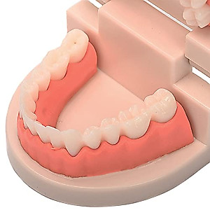 Standard Teeth Model, YOFAN Kids Dental Teaching Study Supplies Adult Standard Typodont Demonstration Teeth Model(Without Wisdom Teeth) (Convenient Design,No Need for Wrenches)