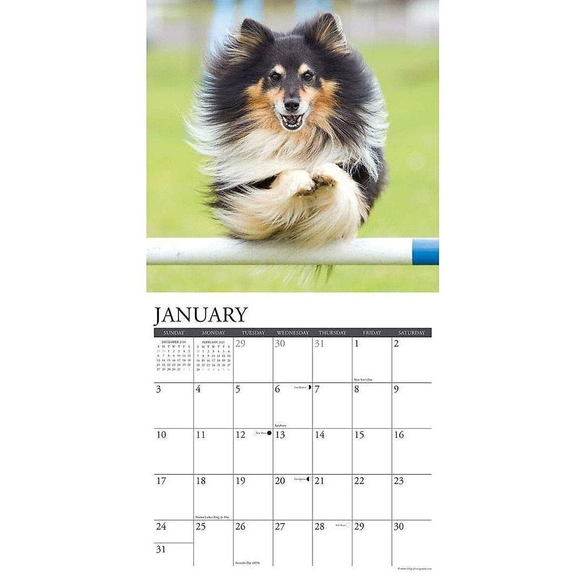 Just Shelties 2021 Wall Calendar (Dog Breed Calendar)