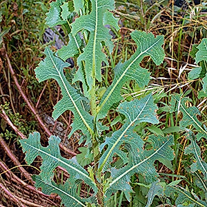 Prickly Wild Lettuce Seeds (Lactuca serriola) Packet of 25 Seeds