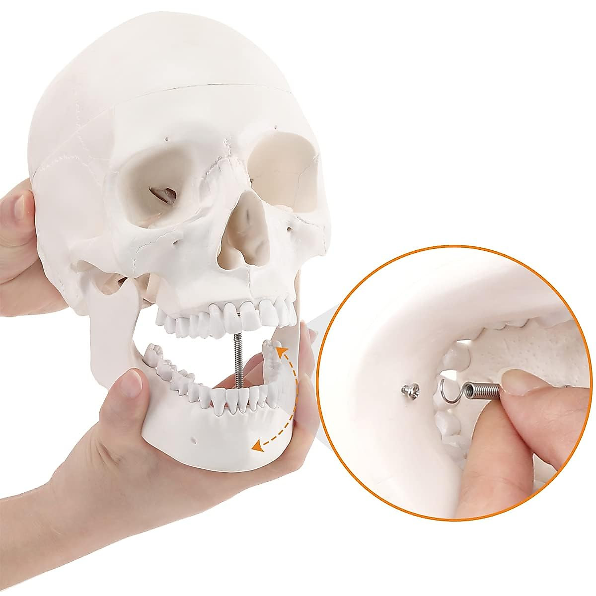 SKUMOD Life Size Human Skull Model, Replica Realistic Human Skull with Removable Skull Cap and Articulated Mandible, Full Set of Teeth, 7.2x4.2x4.95in