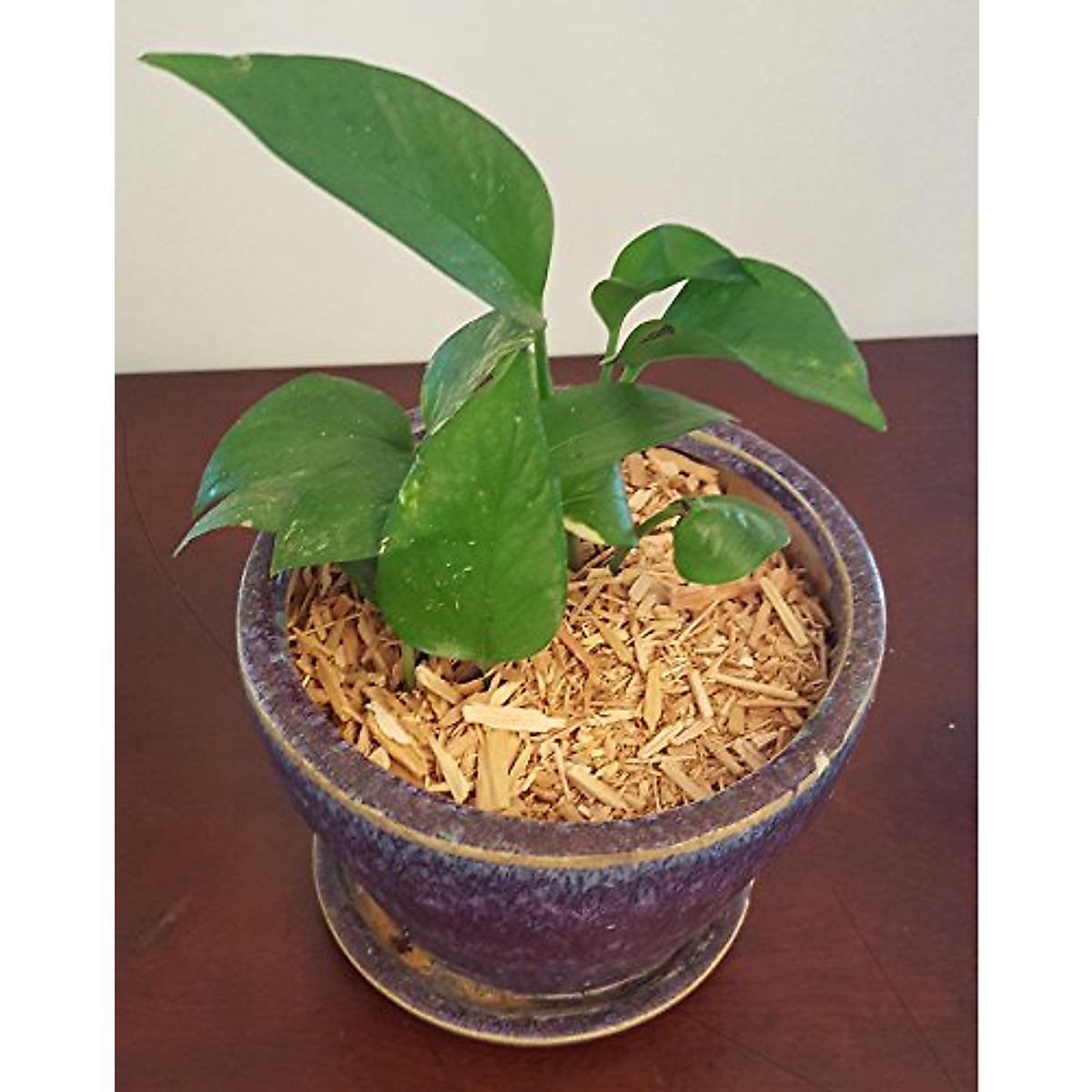 100% Natural Cedar Chips | Mulch | Great for Outdoors or Indoor Potted Plants | Dog Bedding | Pleasant Earthy Smell (4 Quart)